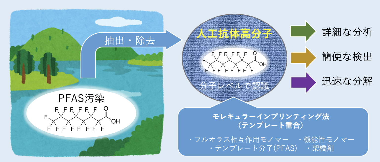 PFAS（有機フッ素化合物）を認識して除去できる人工抗体高分子の創製 | KONAN Action for SDGs｜甲南大学｜甲南大学